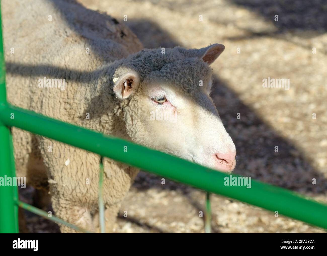Sheep in their pens at the farm fair exhibition Stock Photo - Alamy