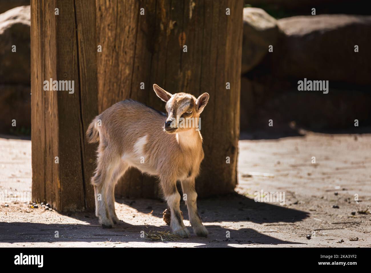 An adorable baby goat on the farm Stock Photo - Alamy