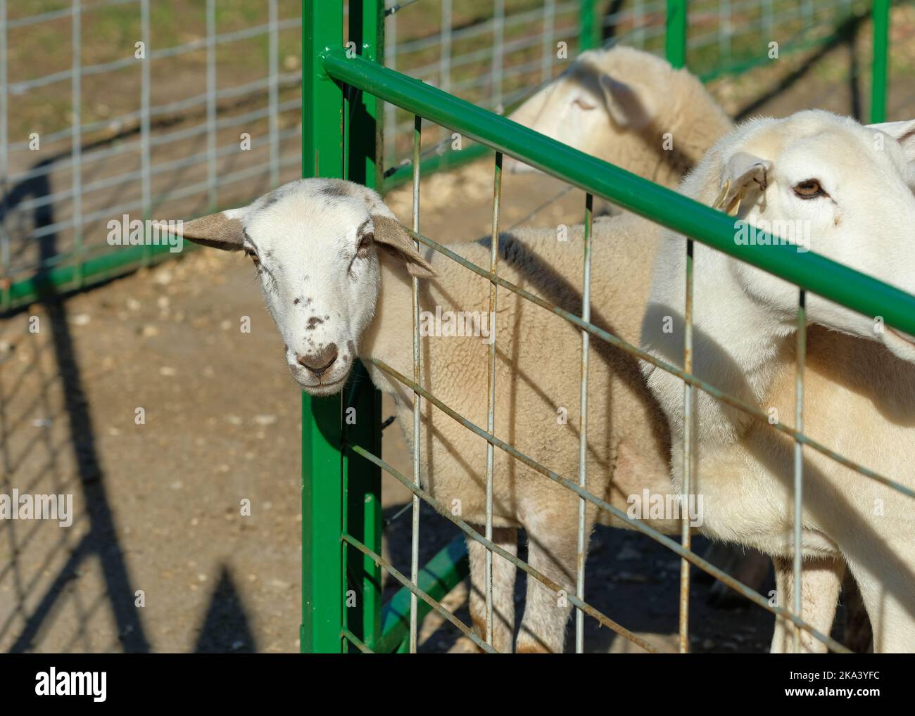 Sheep in their pens at the farm fair exhibition Stock Photo - Alamy