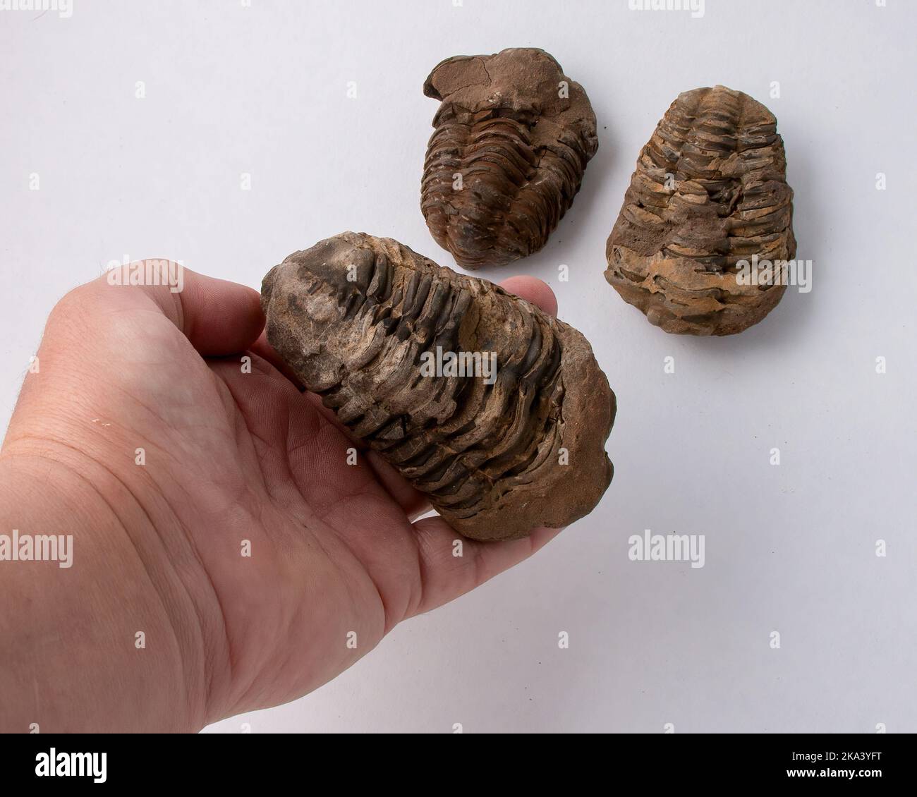 The 3 Trilobite specimens one in open hand with two below on white ...