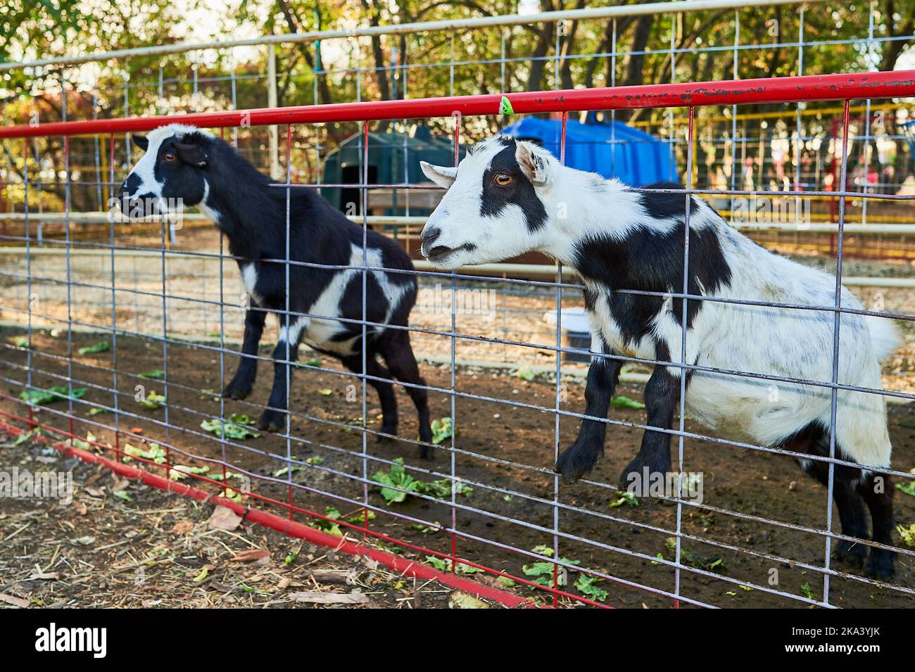Baby goats in their pens at the farm fair exhibition Stock Photo - Alamy