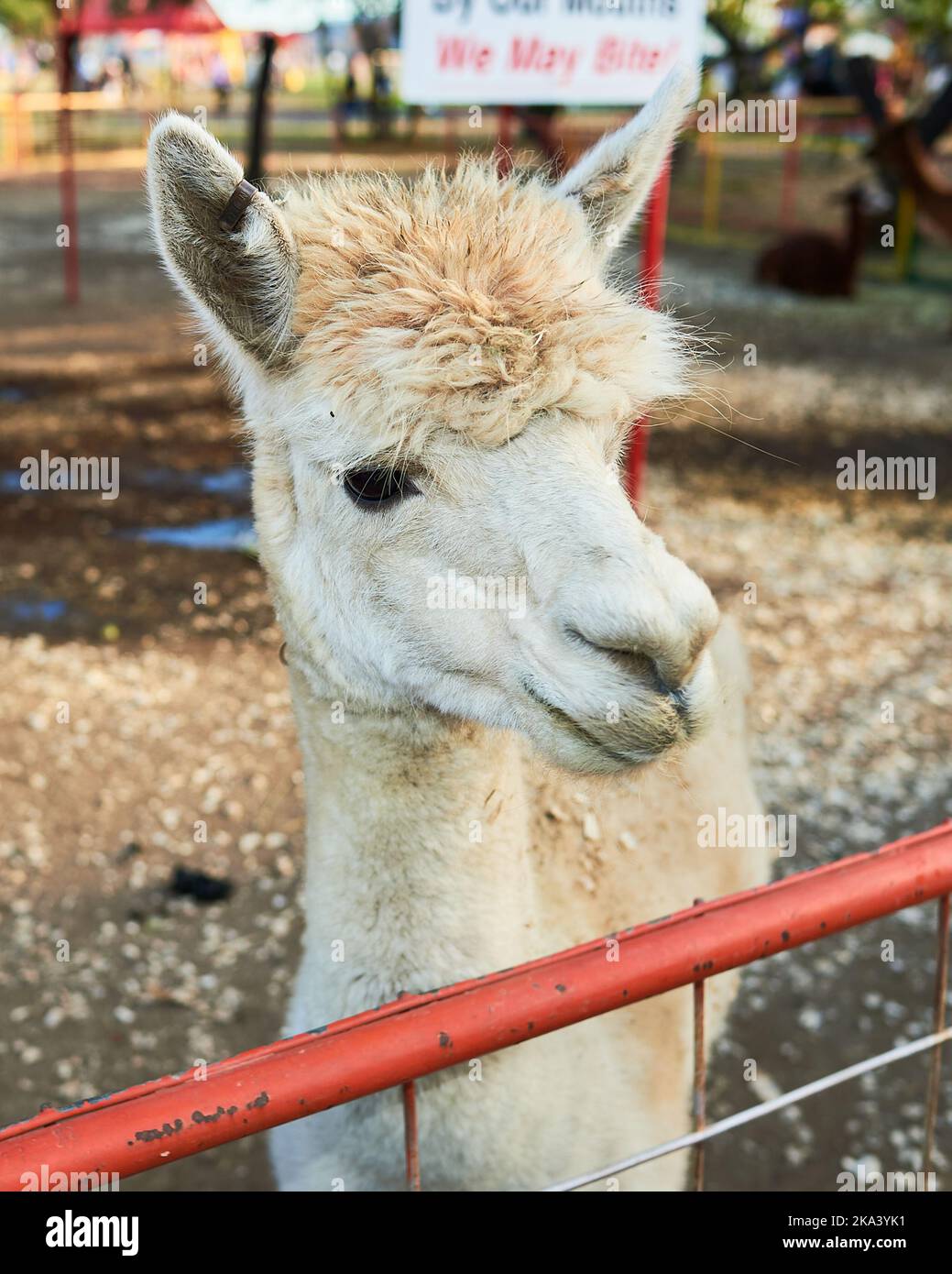 Animals in their pens at the farm fair exhibition Stock Photo - Alamy