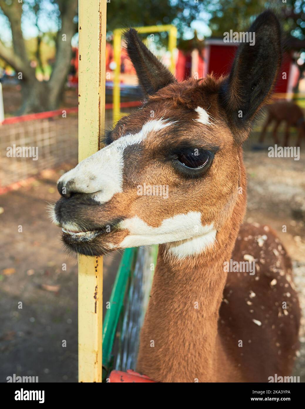 Animals in their pens at the farm fair exhibition Stock Photo - Alamy