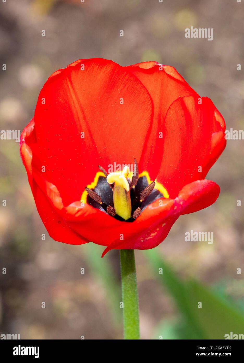 A close-up of an open red tulip Stock Photo - Alamy