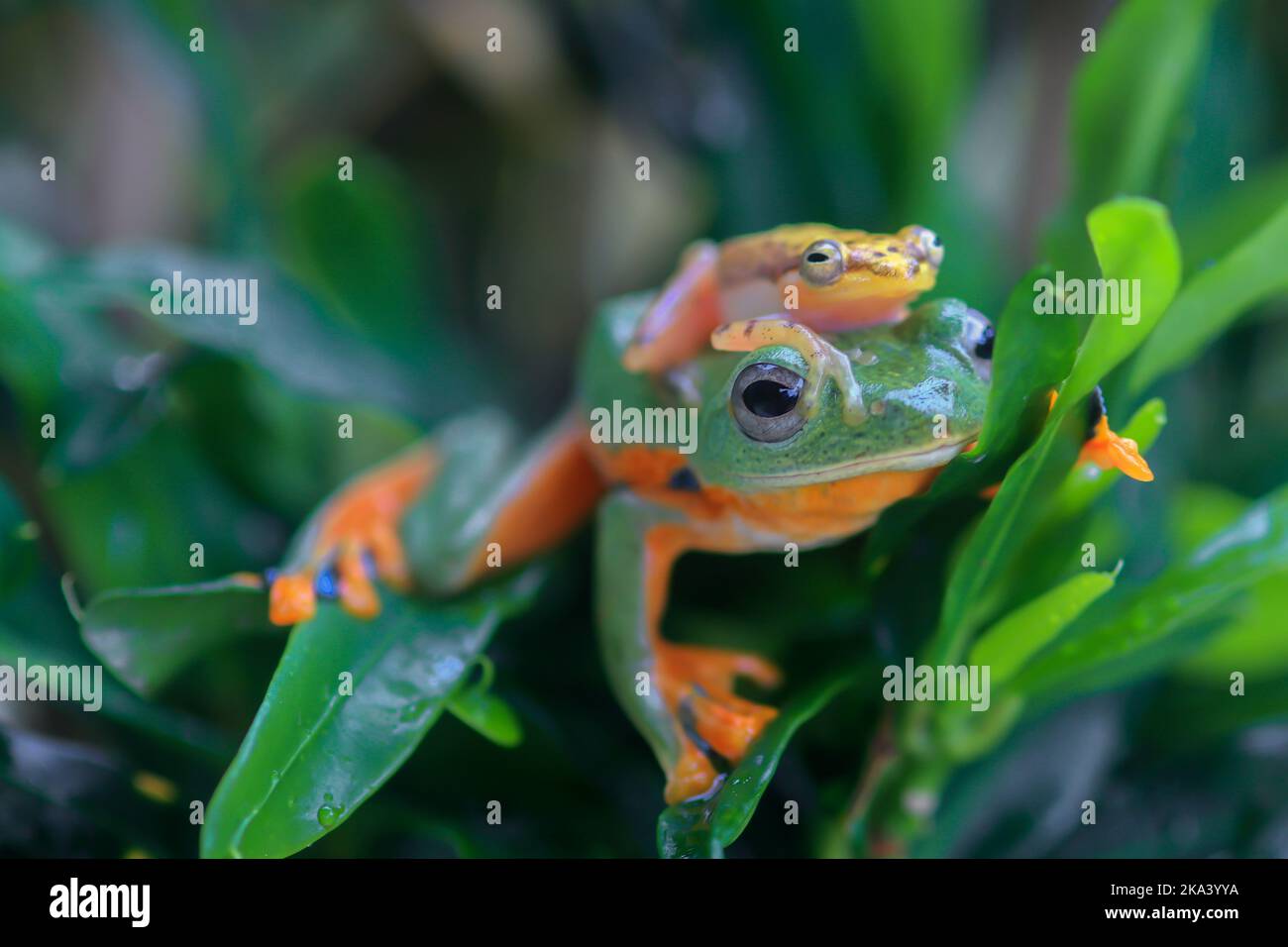Small frog sitting on the head of a Reinwardt's flying frog, Indonesia ...