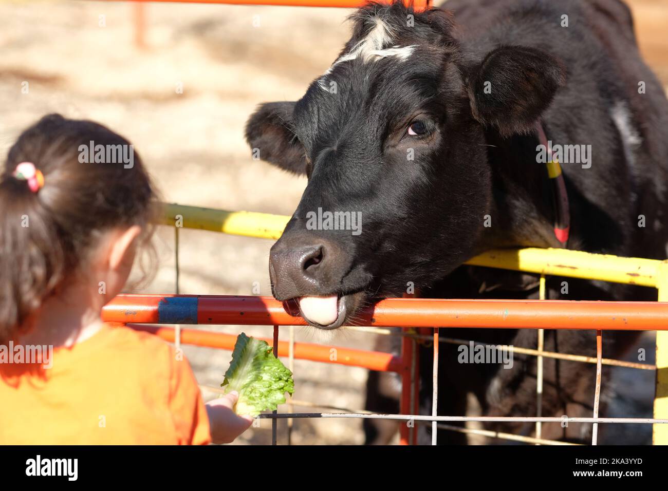 Cows in their pens at the farm fair exhibition Stock Photo - Alamy