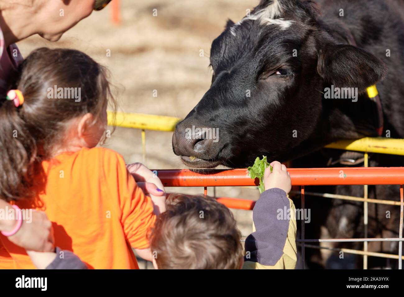 Kids and cows hi-res stock photography and images - Alamy