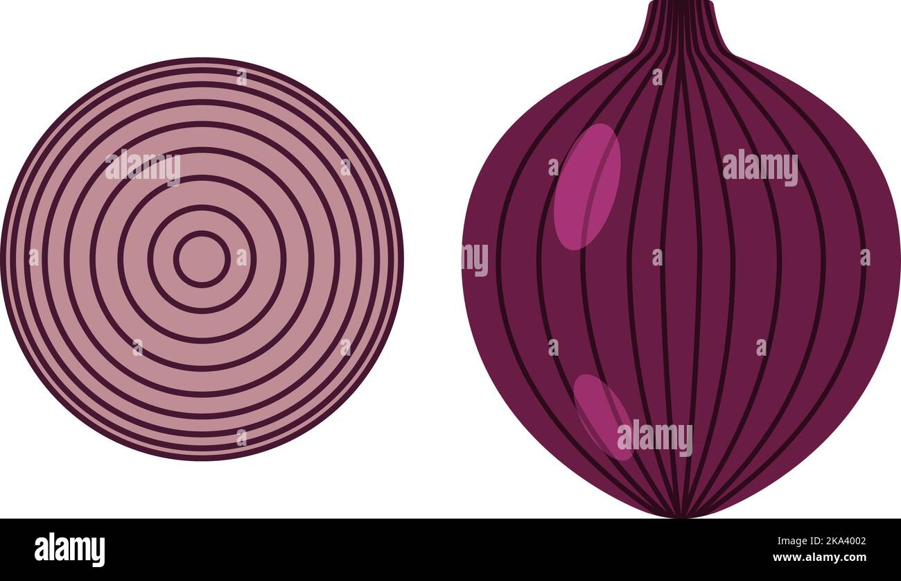 Onion and onion slices. Healthy and delicious food. Vector graphics on ...