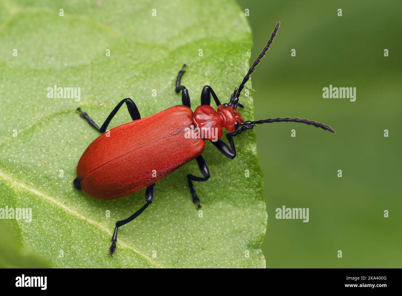 Red beetles hi-res stock photography and images - Alamy