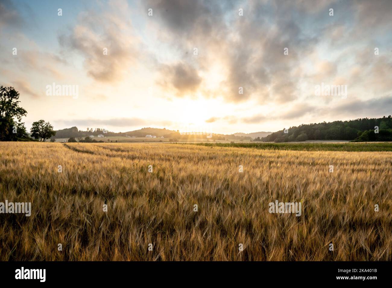 A beautiful view of wheat field under cloudy sky during sunset in ...