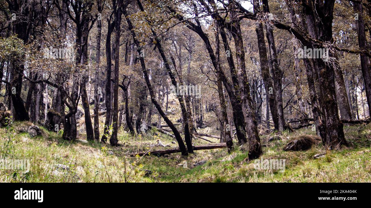 A forest with tall and narrow trees during daytime Stock Photo - Alamy