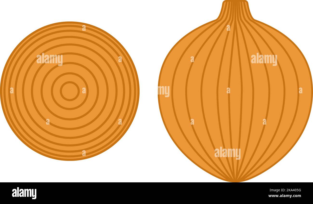 Onion and onion slices. Healthy and delicious food. Vector graphics on ...