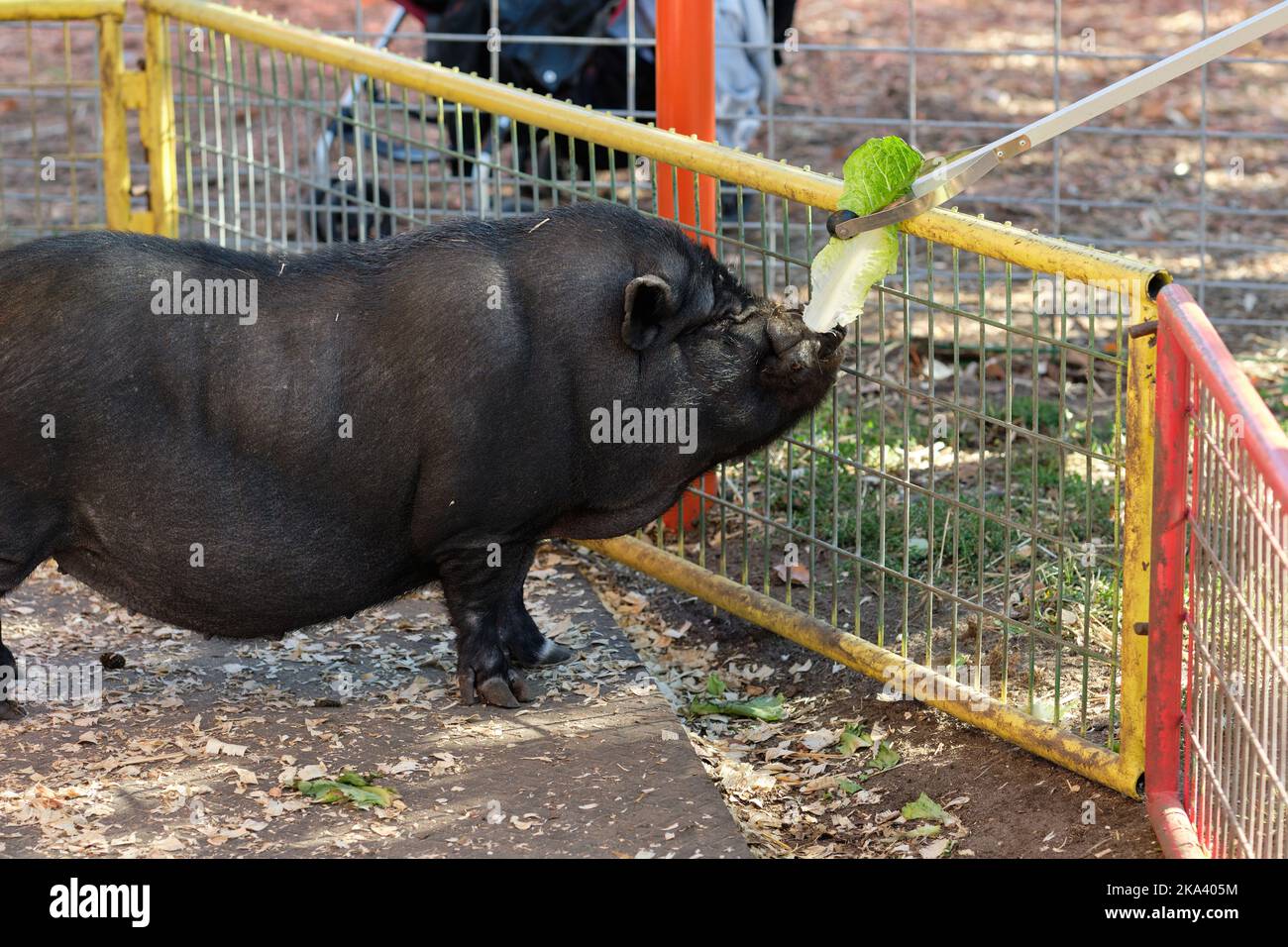 Pigs in their pens at the farm fair exhibition Stock Photo - Alamy