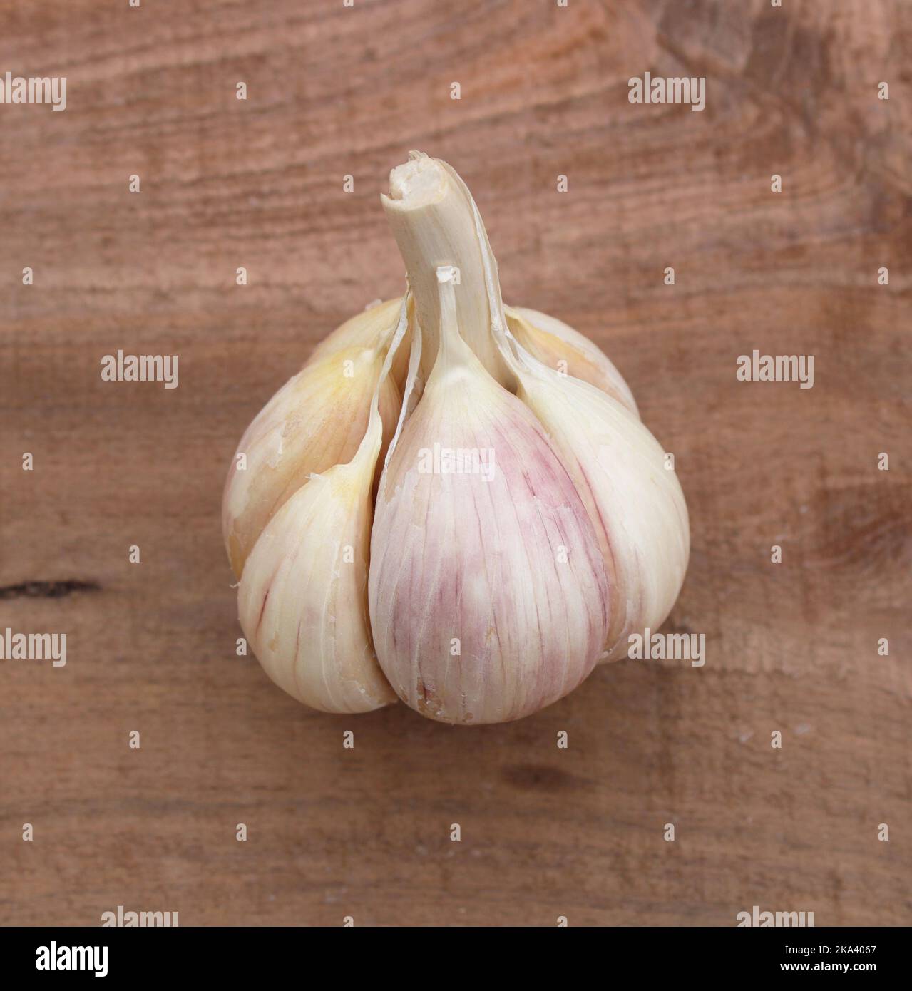 Visible Cloves on a Peeled Bulb of German White Garlic Stock Photo - Alamy