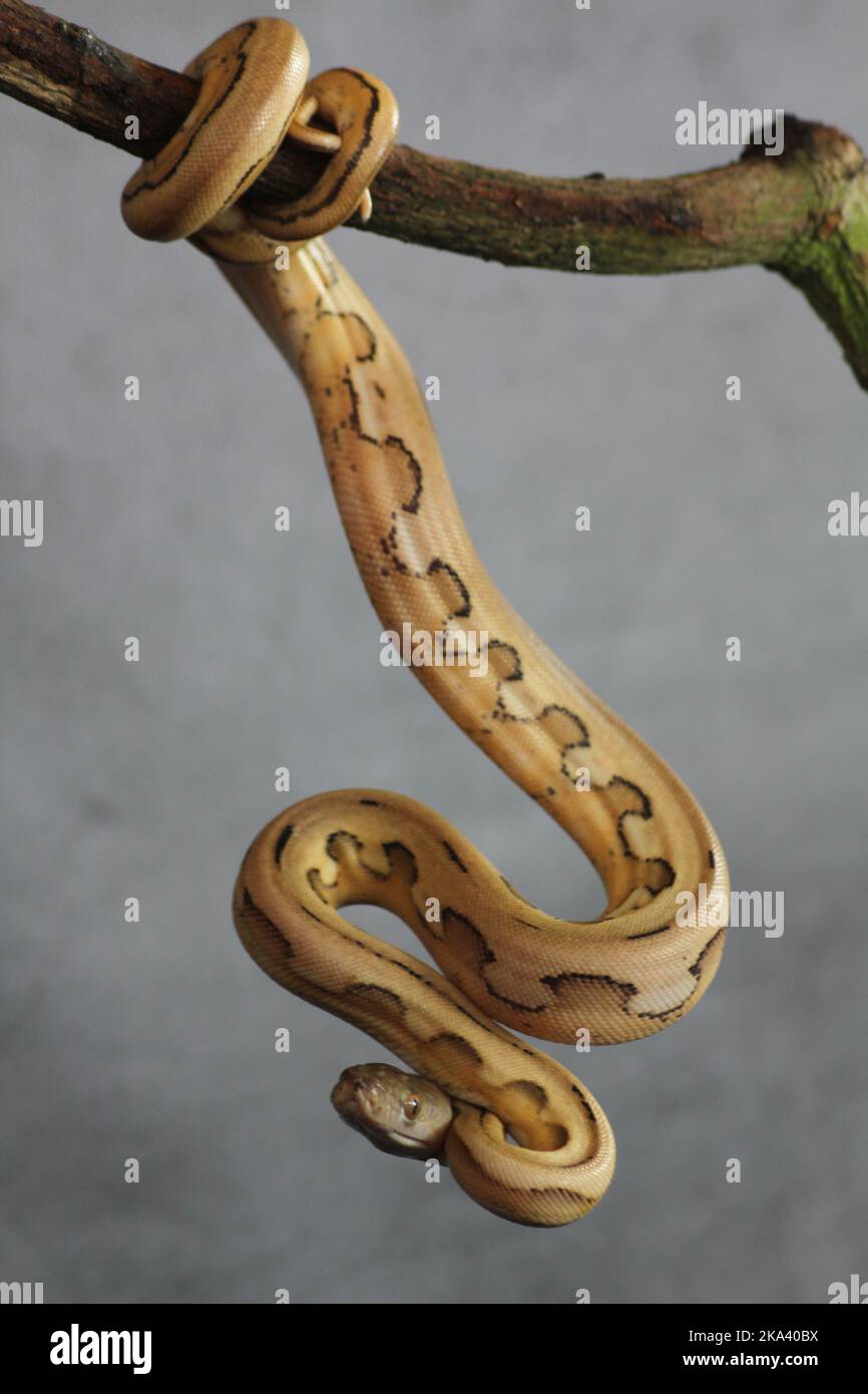 A vertical shot of a yellow boa constrictor hanging off a tree branch ...