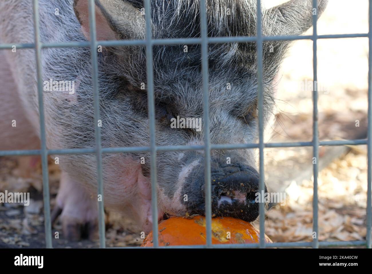 Animals in their pens at the farm fair exhibition Stock Photo - Alamy