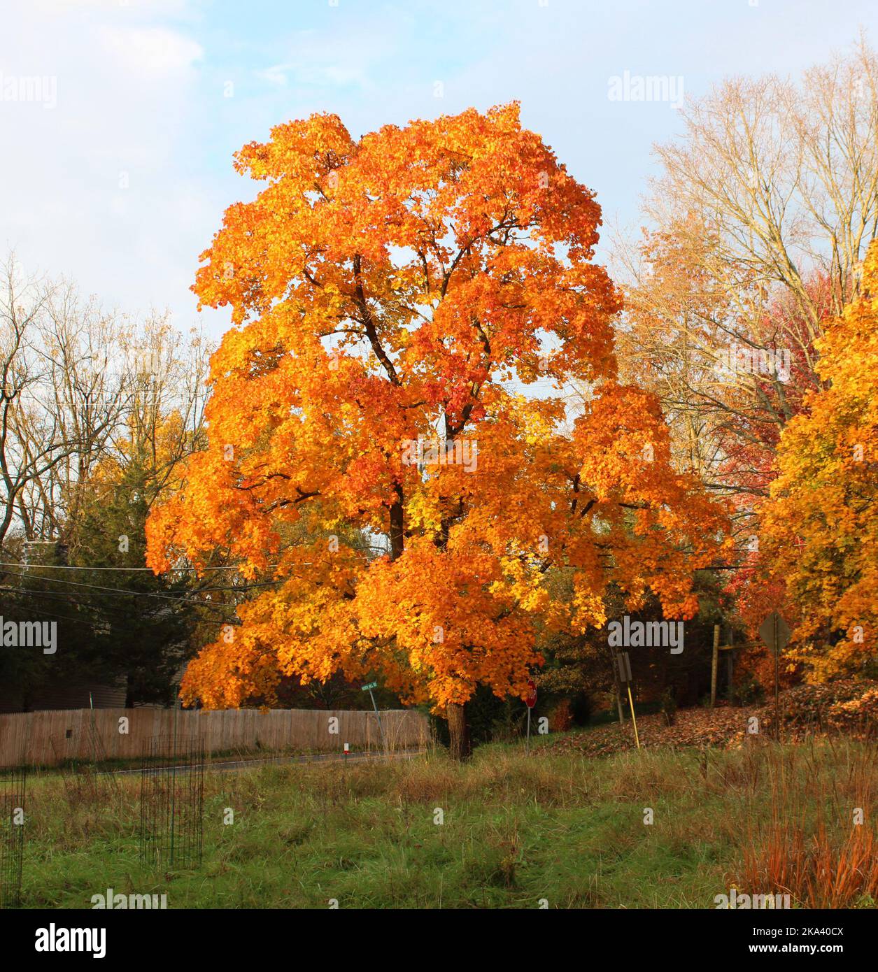 A Large Norway Maple Tree with Bright Orange Fall Foliage Stock Photo ...