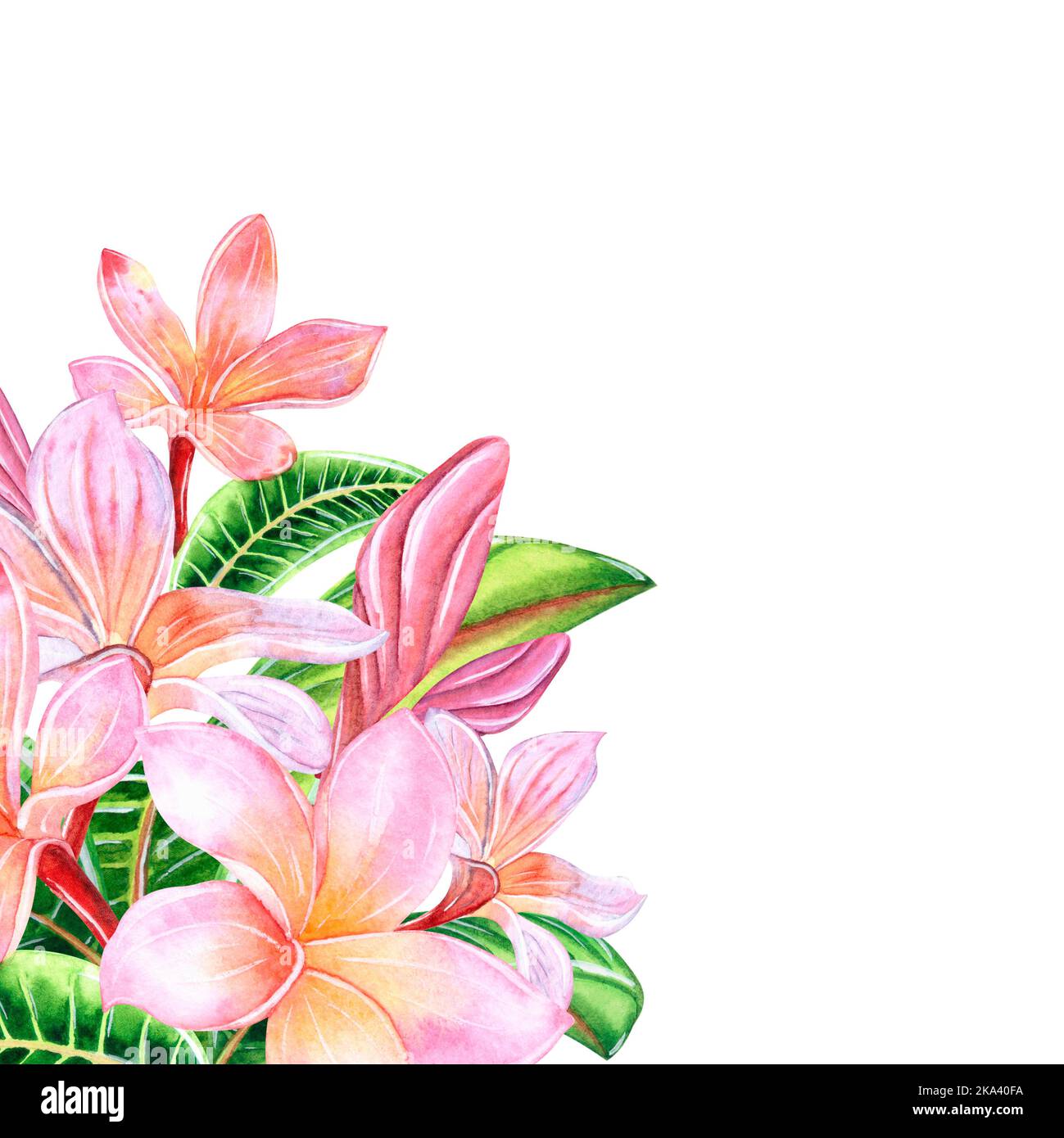 Tropical plumeria flowers on an isolated white background, watercolor ...