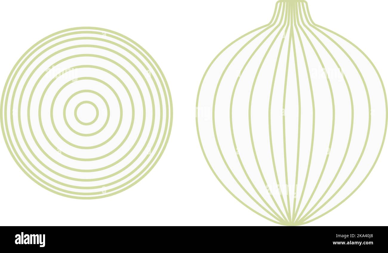Onion and onion slices. Healthy and delicious food. Vector graphics on ...