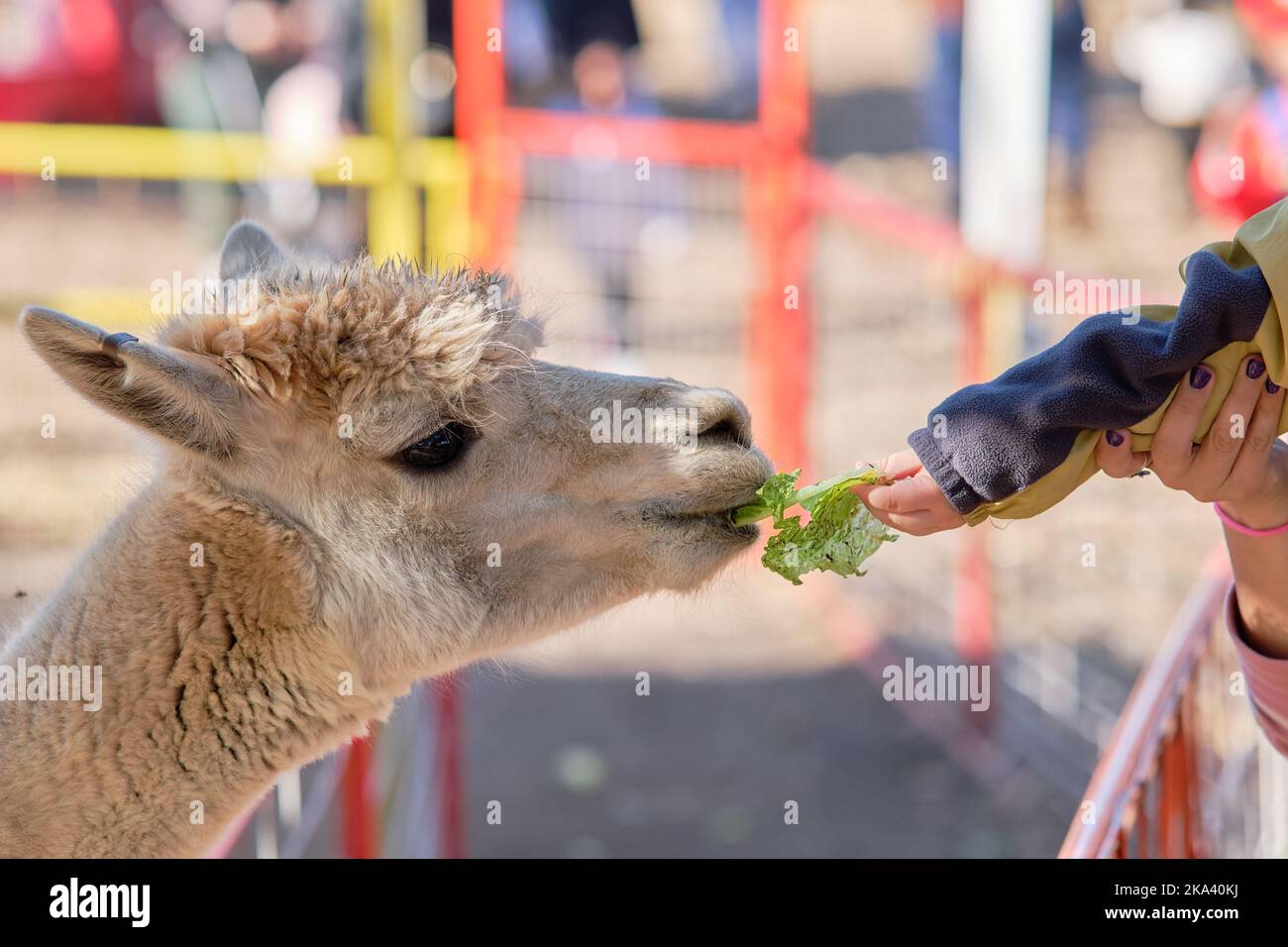 Alpaca tail hi-res stock photography and images - Alamy