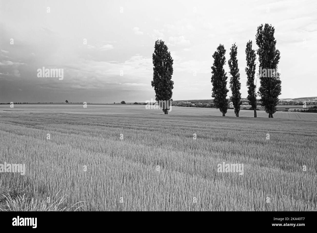 A grayscale shot of the black poplar (Populus nigra) trees in the field ...