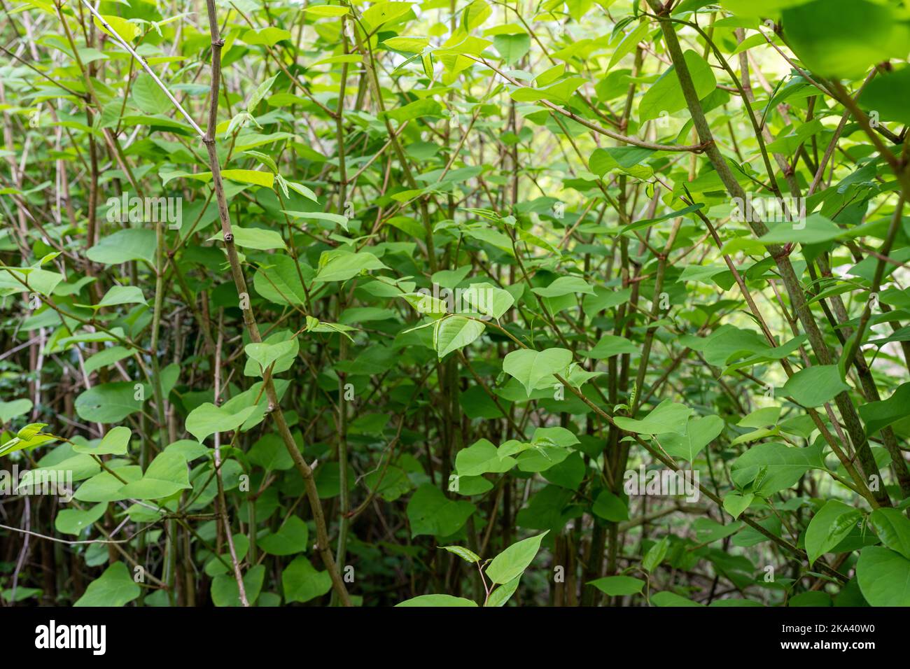 Japanese Knot weed very fast growing highly invasive plant very ...