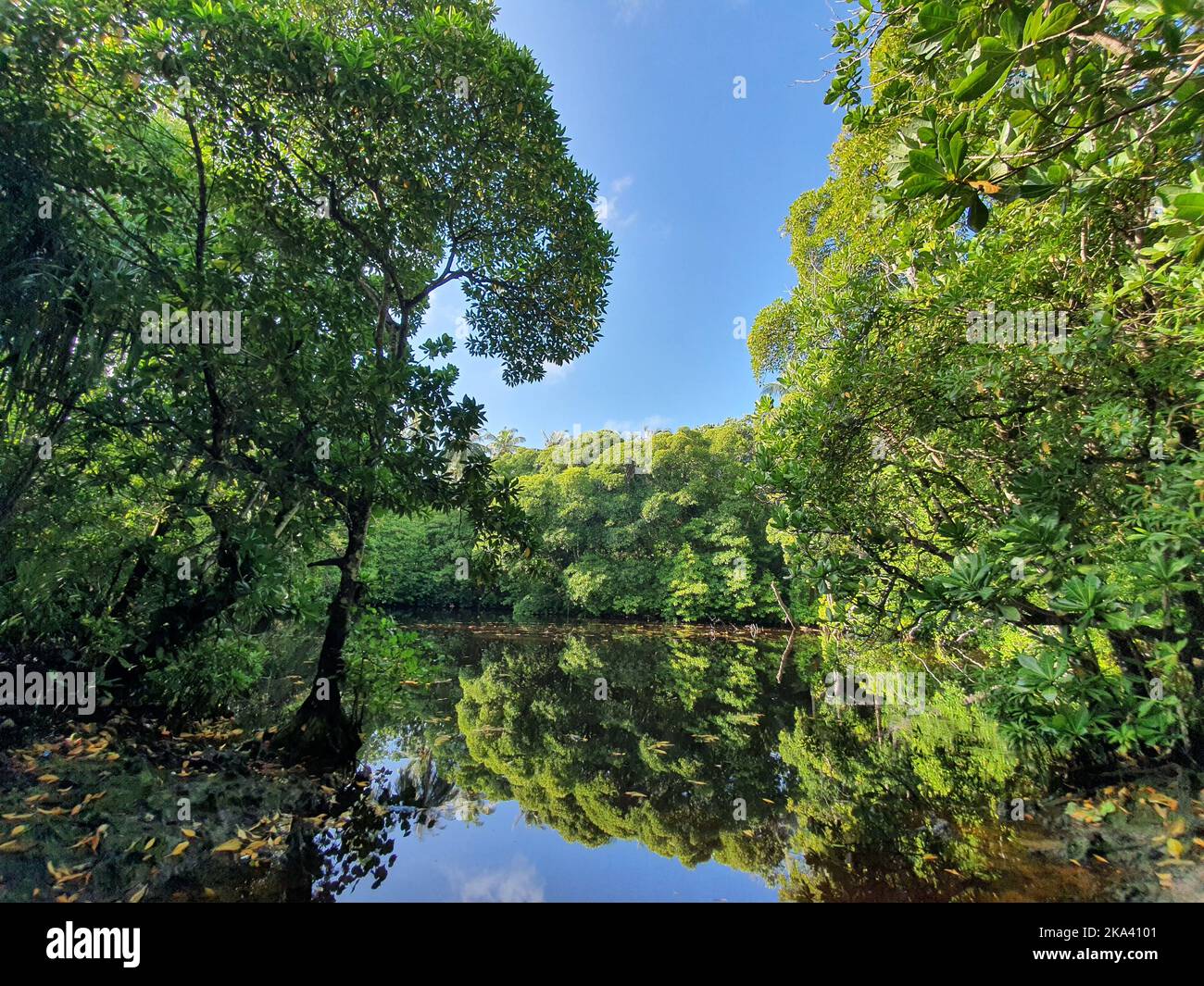 The reflection of trees on the lake water Stock Photo - Alamy
