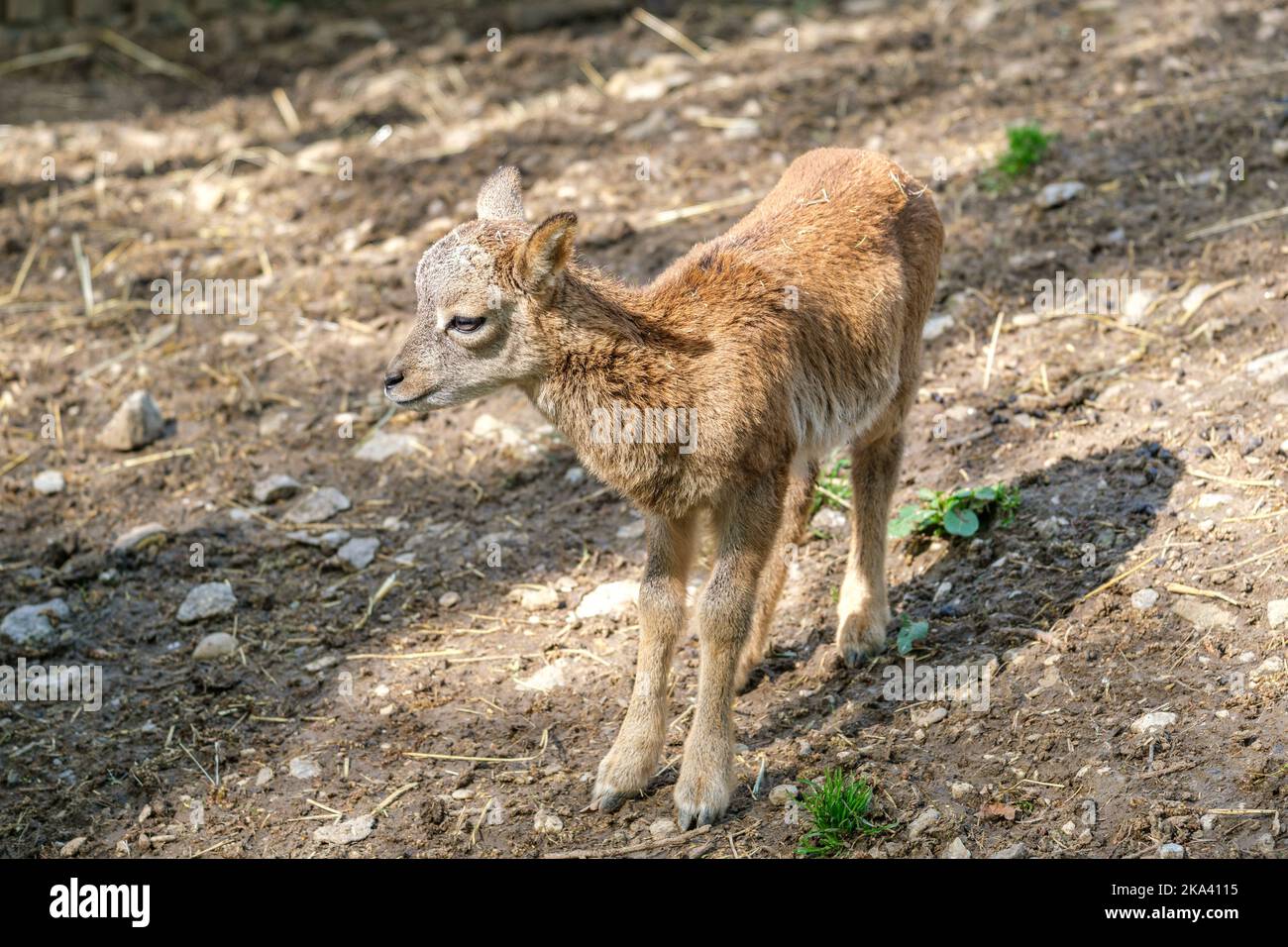 Small deer hi-res stock photography and images - Alamy