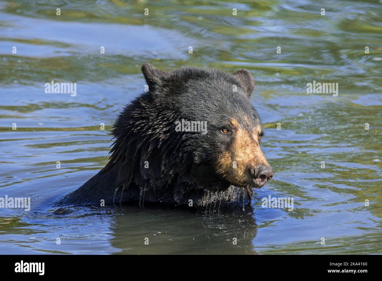 American black bear (Ursus americanus) bathing in water of pond Stock ...