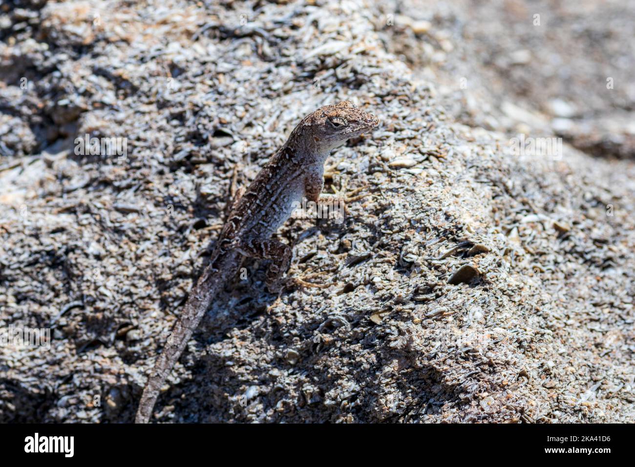 Horizontal Photo of a Brown Anole Lizard Anolis sagrei on a rock Stock ...