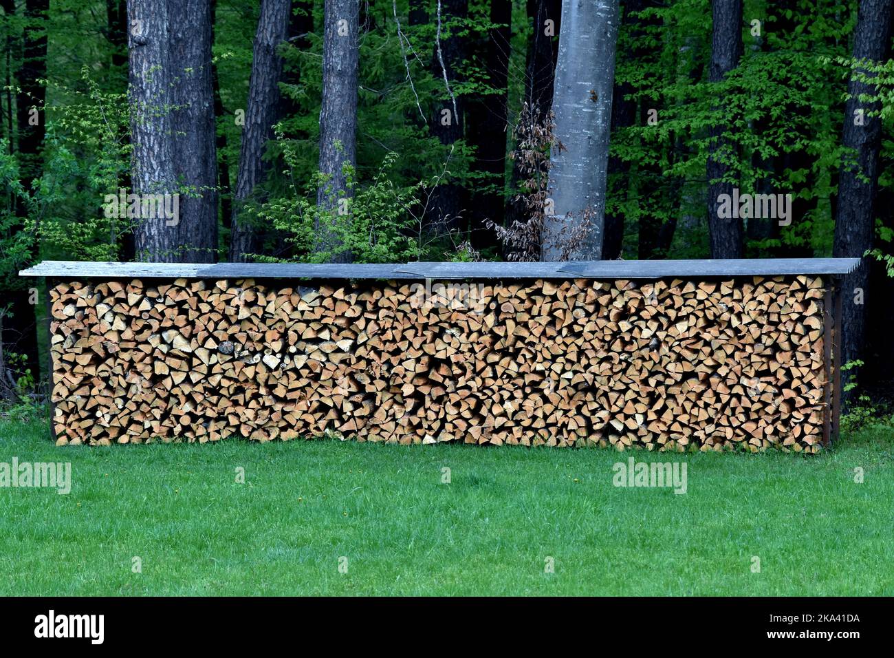 A stack of logs in a forest Stock Photo - Alamy