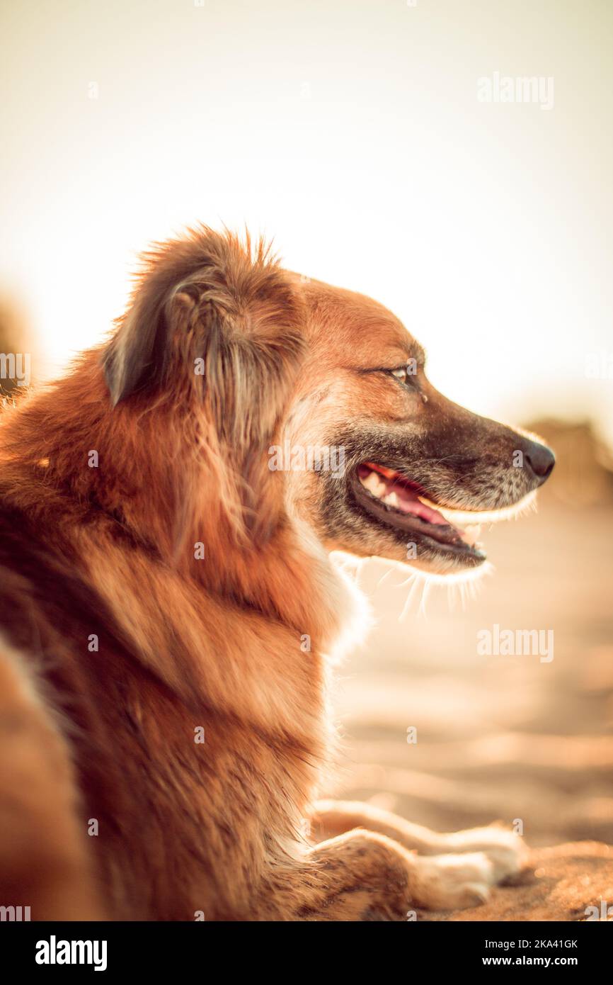 A side shot of a brown Basque Shepherd Dog against a sun Stock Photo ...