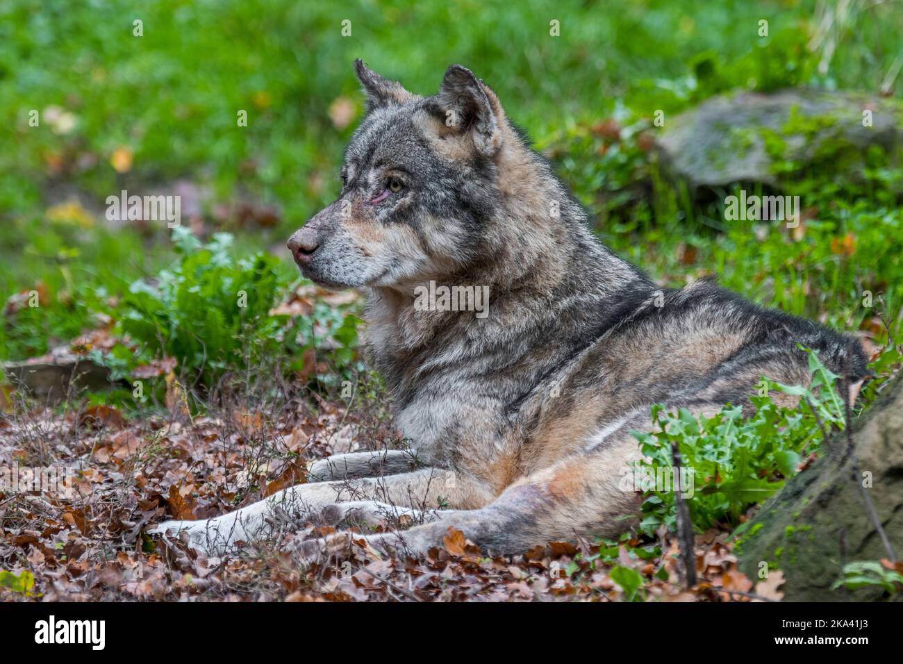 Eurasian wolf / grey wolf (Canis lupus lupus) resting in forest in ...