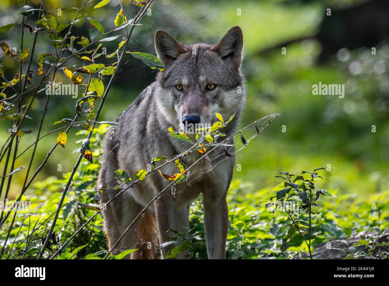 Solitary Eurasian wolf / lone grey wolf (Canis lupus lupus) hunting in ...