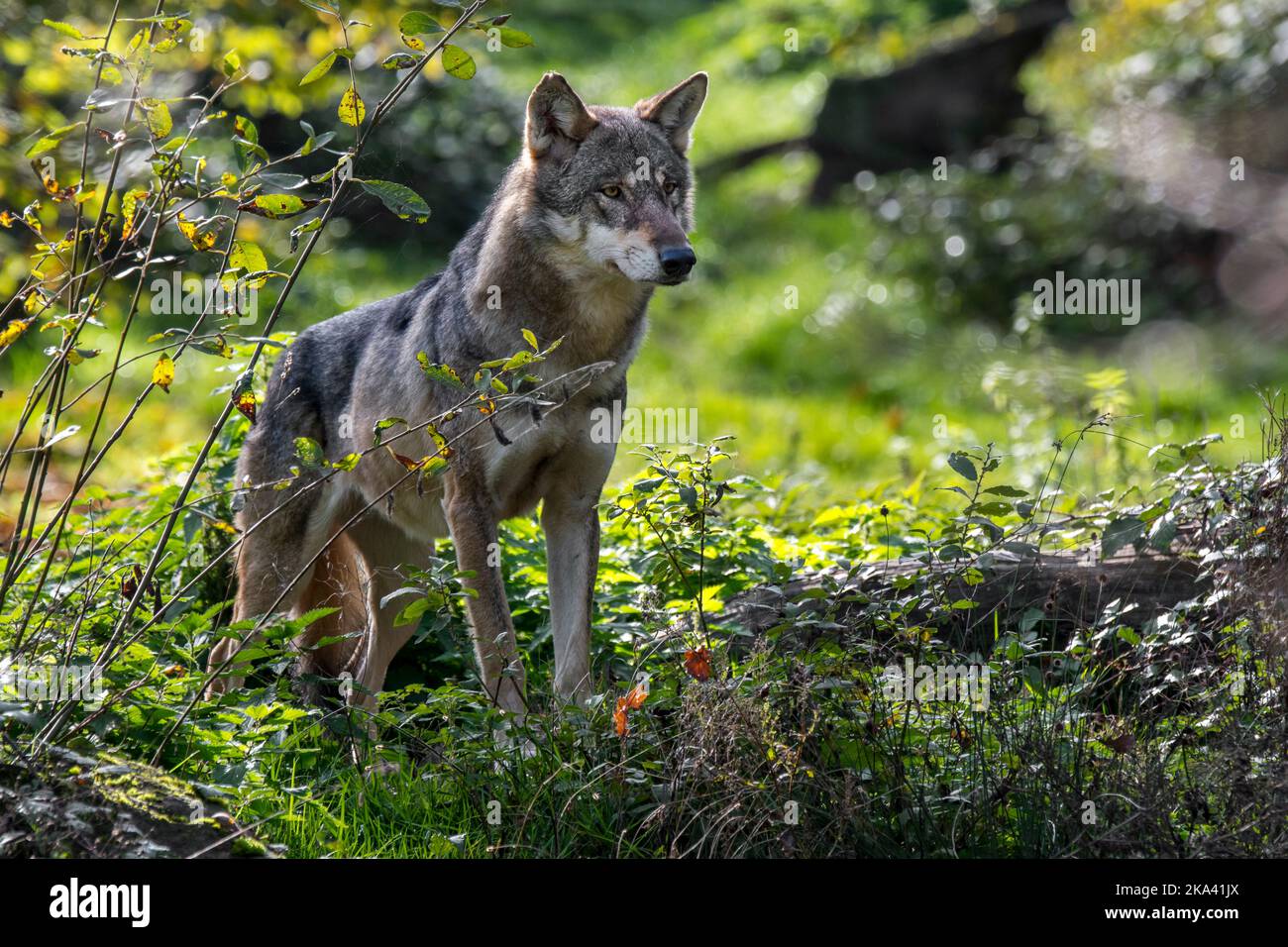 Solitary Eurasian wolf / lone grey wolf (Canis lupus lupus) hunting in ...