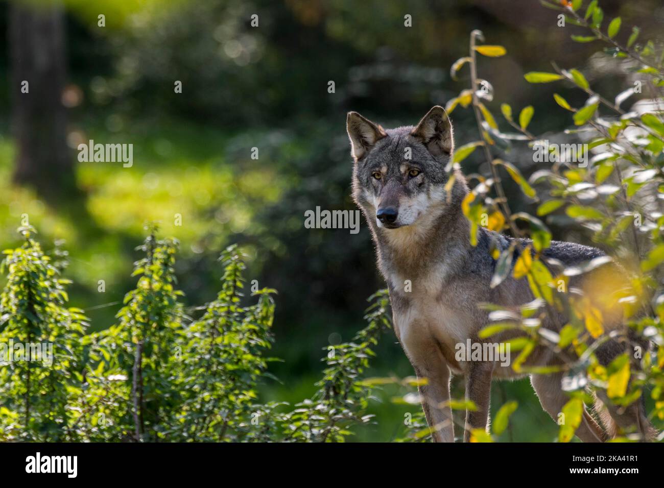 Solitary Eurasian wolf / lone grey wolf (Canis lupus lupus) hunting in ...