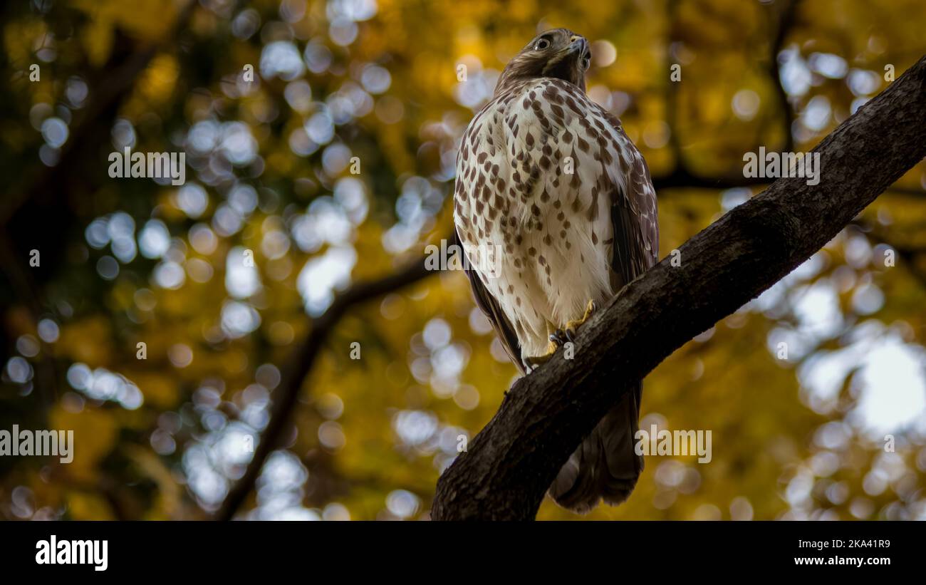 Hawk on a tree branch looks to the distance with fall foliage in ...