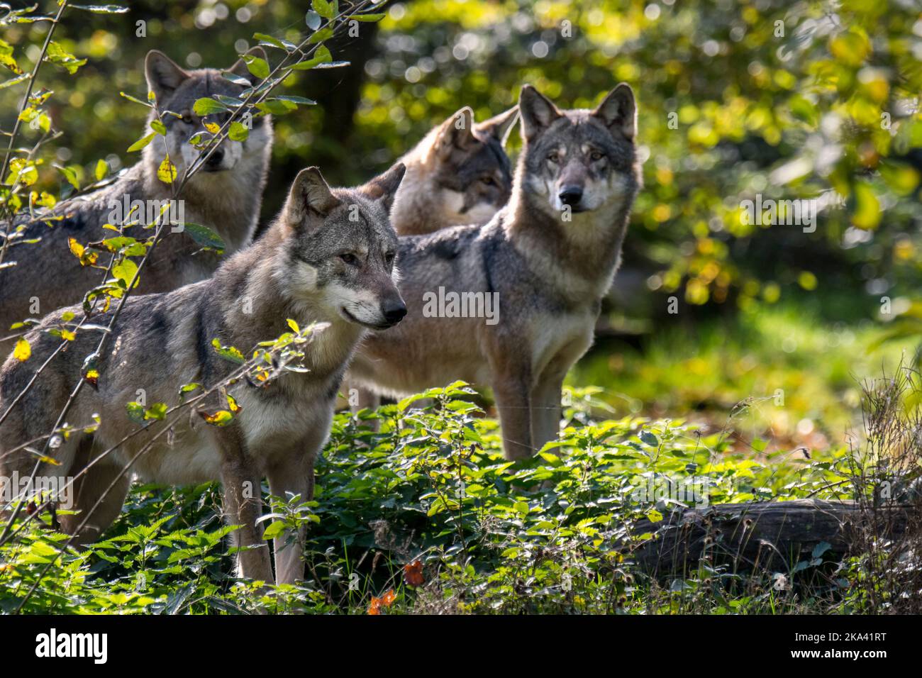 Grey Wolf Pack