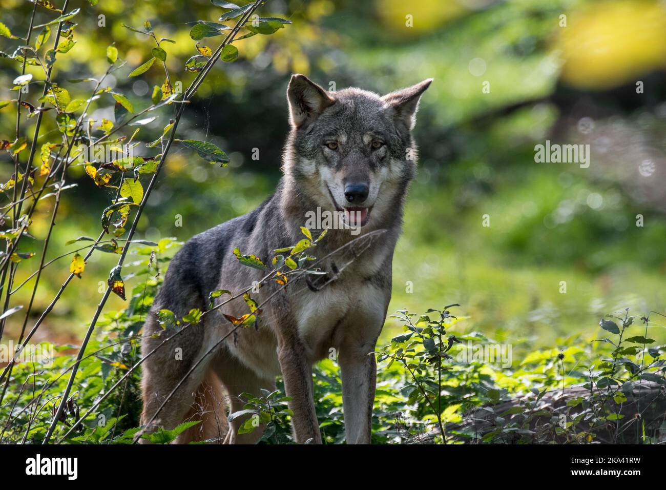 Solitary Eurasian wolf / lone grey wolf (Canis lupus lupus) hunting in ...