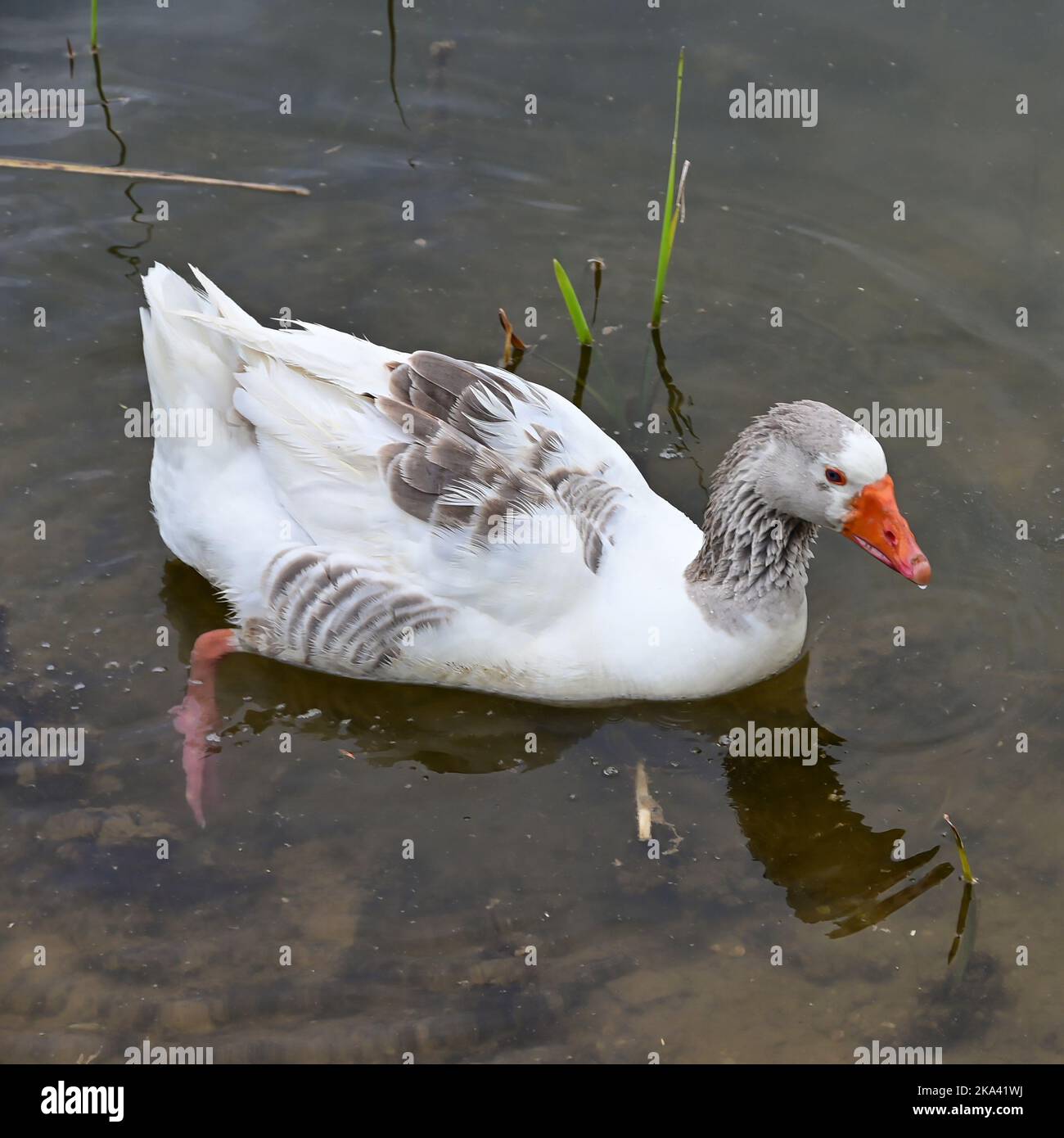 An adorable Domestic goose swimming in the shallow pond Stock Photo - Alamy
