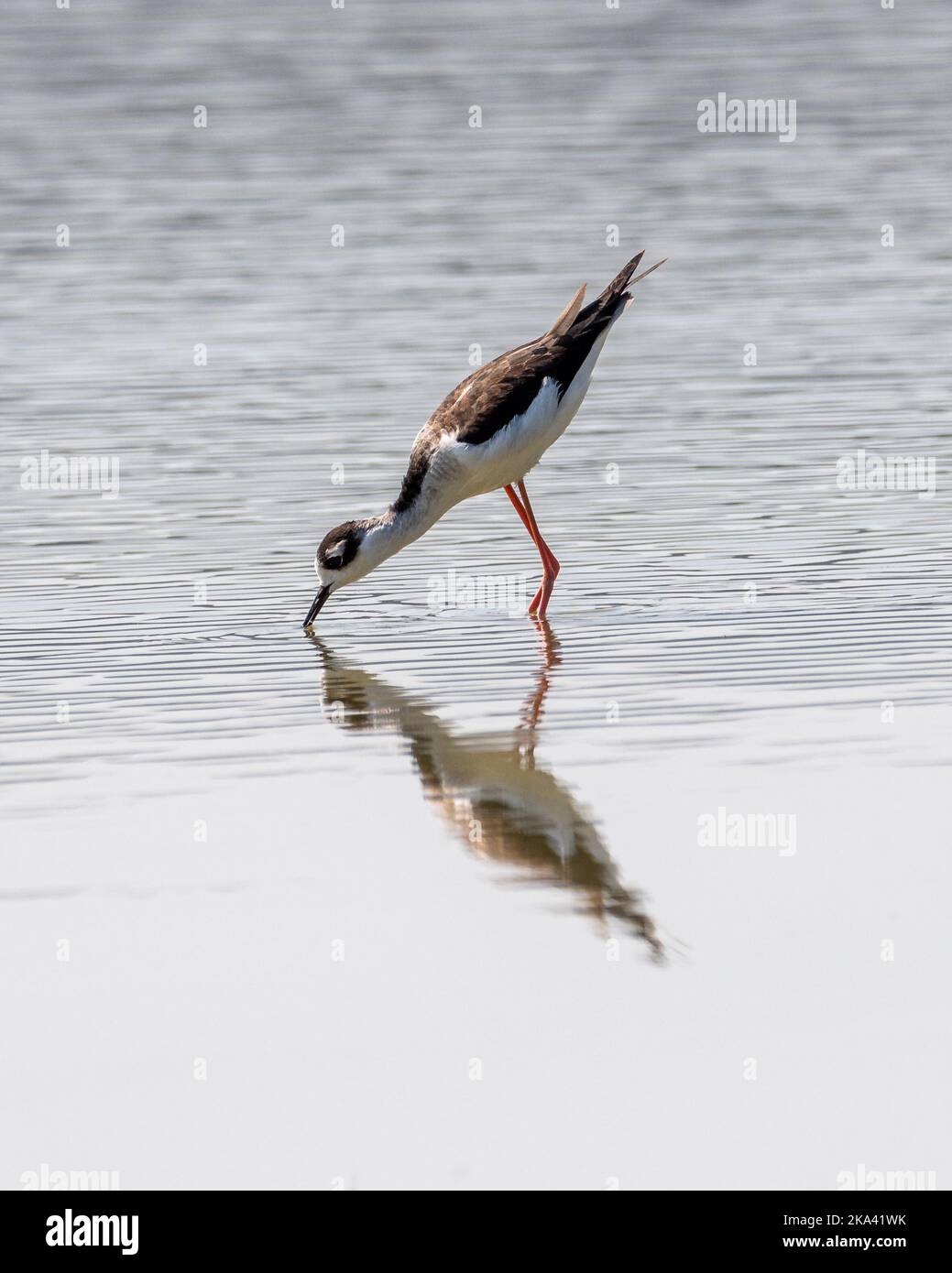 Black necked stilt in shallow hi-res stock photography and images - Alamy