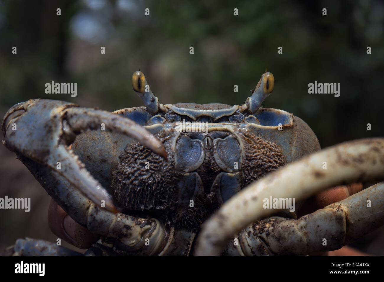 Sea crab long legs hi-res stock photography and images - Alamy