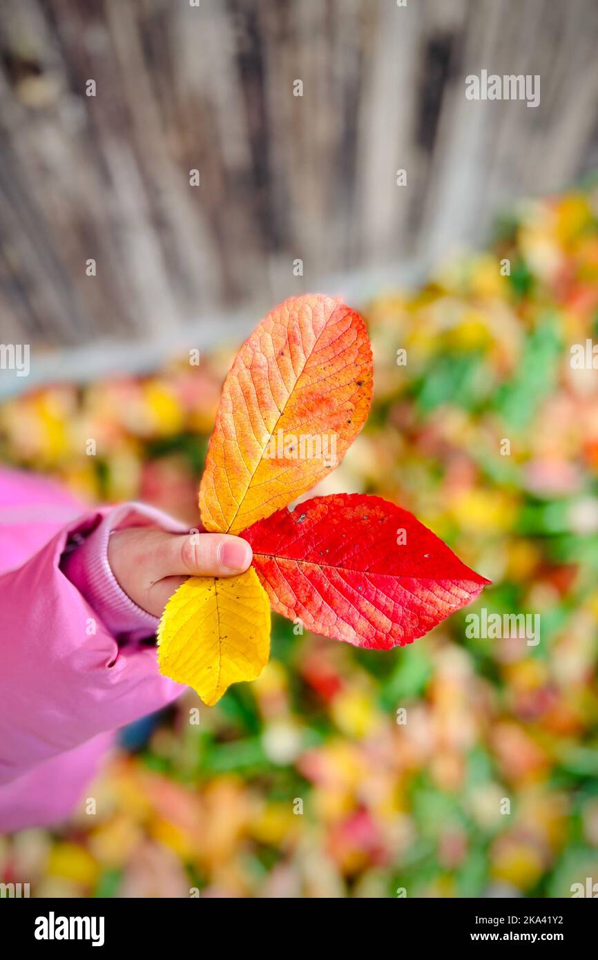 Collecting leaves children in park hi-res stock photography and images ...
