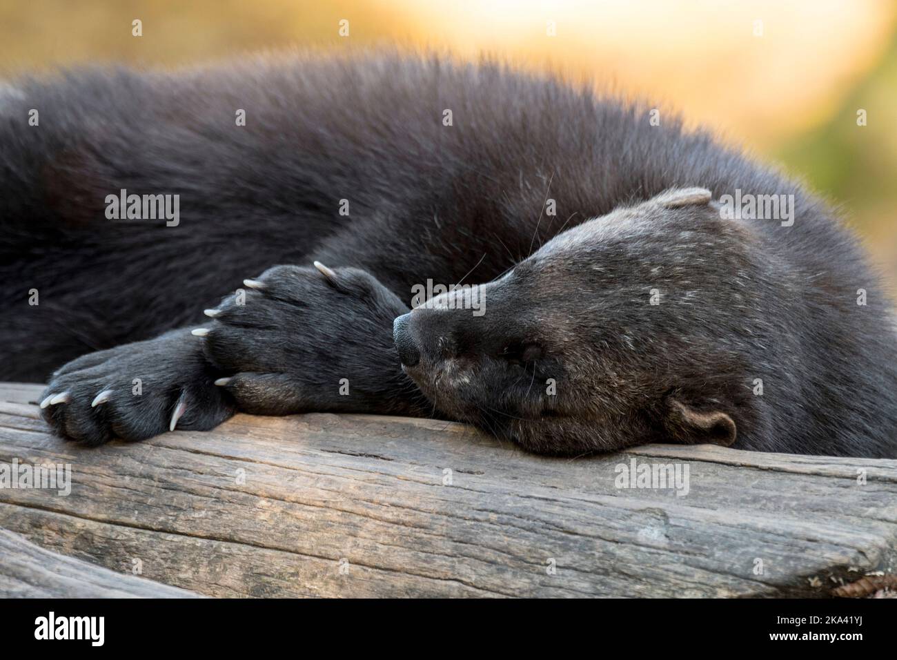 Wolverine glutton carcajou gulo gulo hi-res stock photography and ...