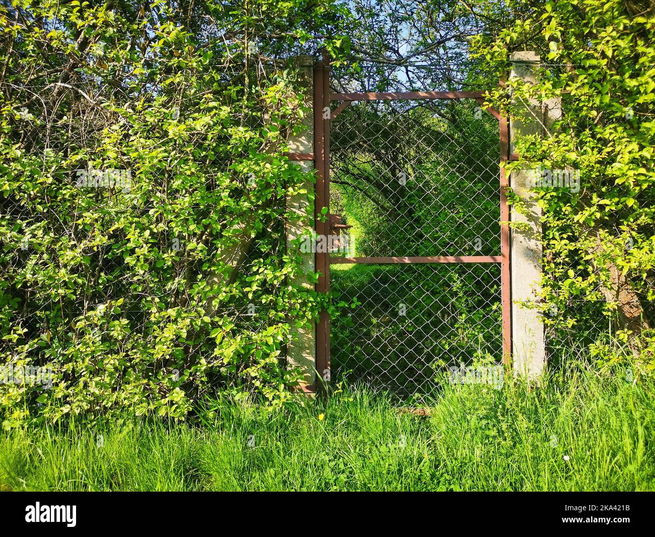 Access to green wild garden in high overgrown fence Stock Photo - Alamy