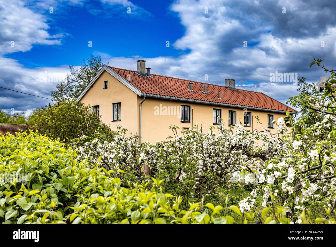 The apple trees are in bloom Kongsgarden Farm Bygdoy Oslo Norway Stock ...