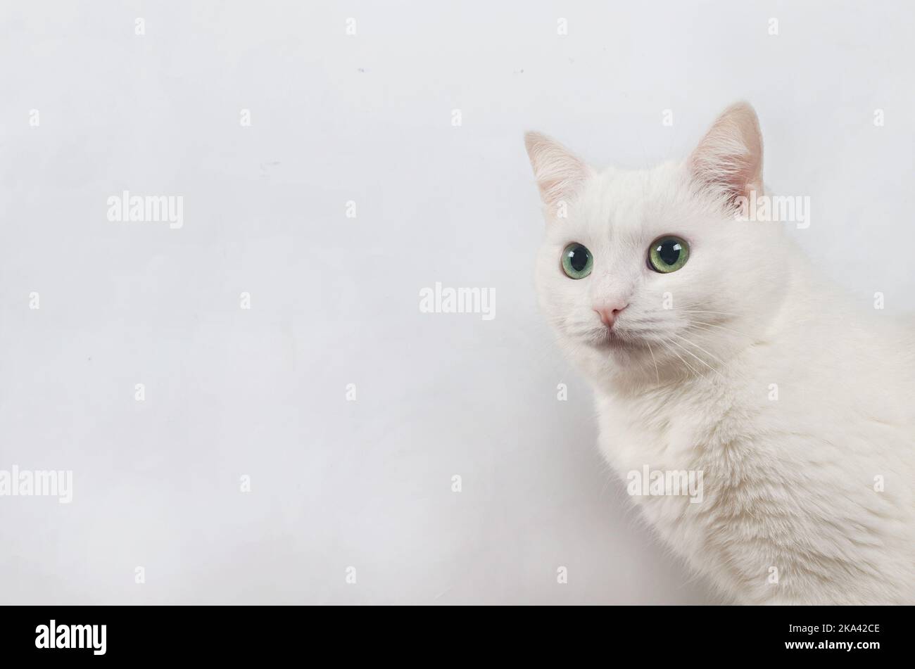 Portrait of Cute Turkish Angora cat with green eyes, sitting on the ...