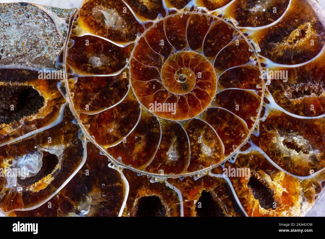 the texture of ammonite with a golden section in a close-up section ...