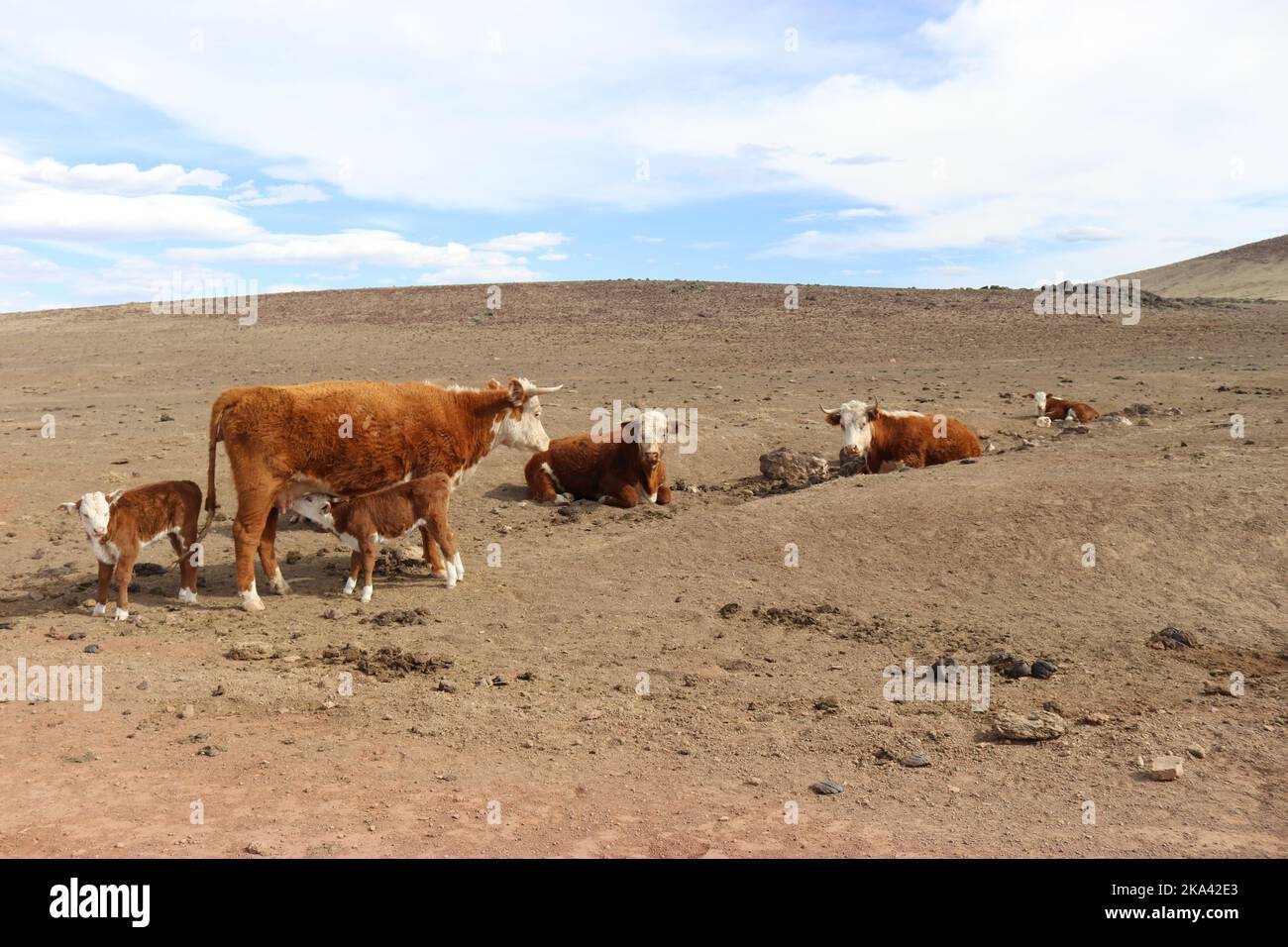 Arizona cattle farm hi-res stock photography and images - Alamy