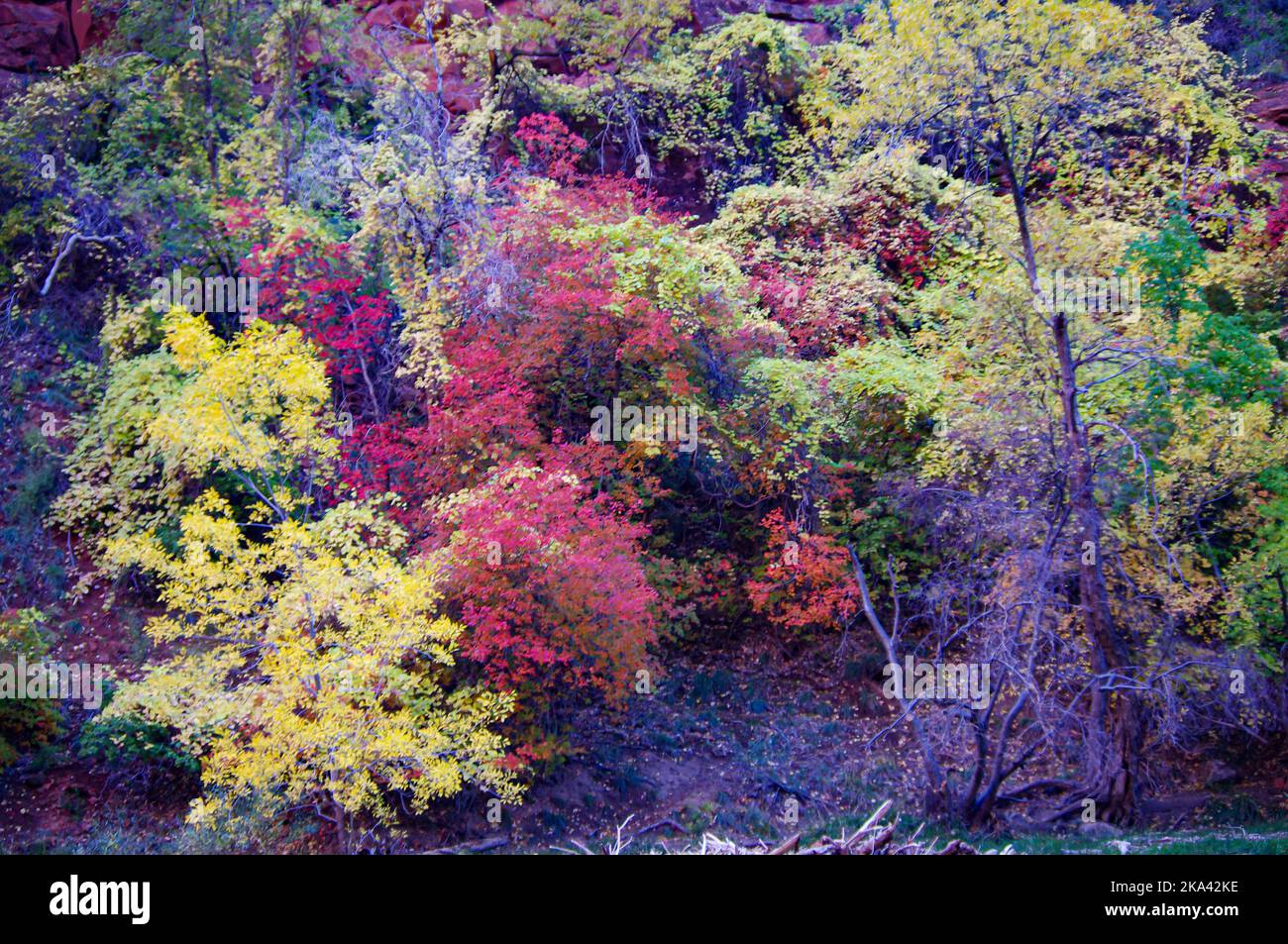 Fall Color in the Canyon at Zion National Park, Utah Stock Photo - Alamy